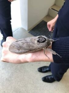 Meet the Giant Wood Moth: The Massive Aussie Insect That’ll Blow Your ...